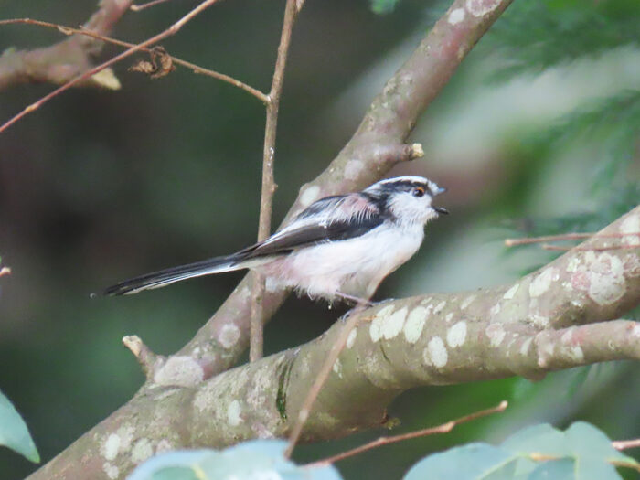 長岡市市民探鳥会（8月） - 彩とりどり