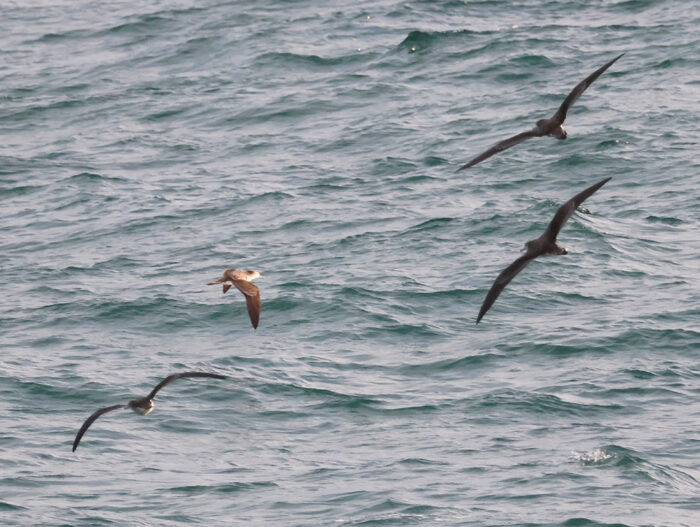 粟島探鳥レポ(2025.5)～オオミズナギドリ編～ - 彩とりどり